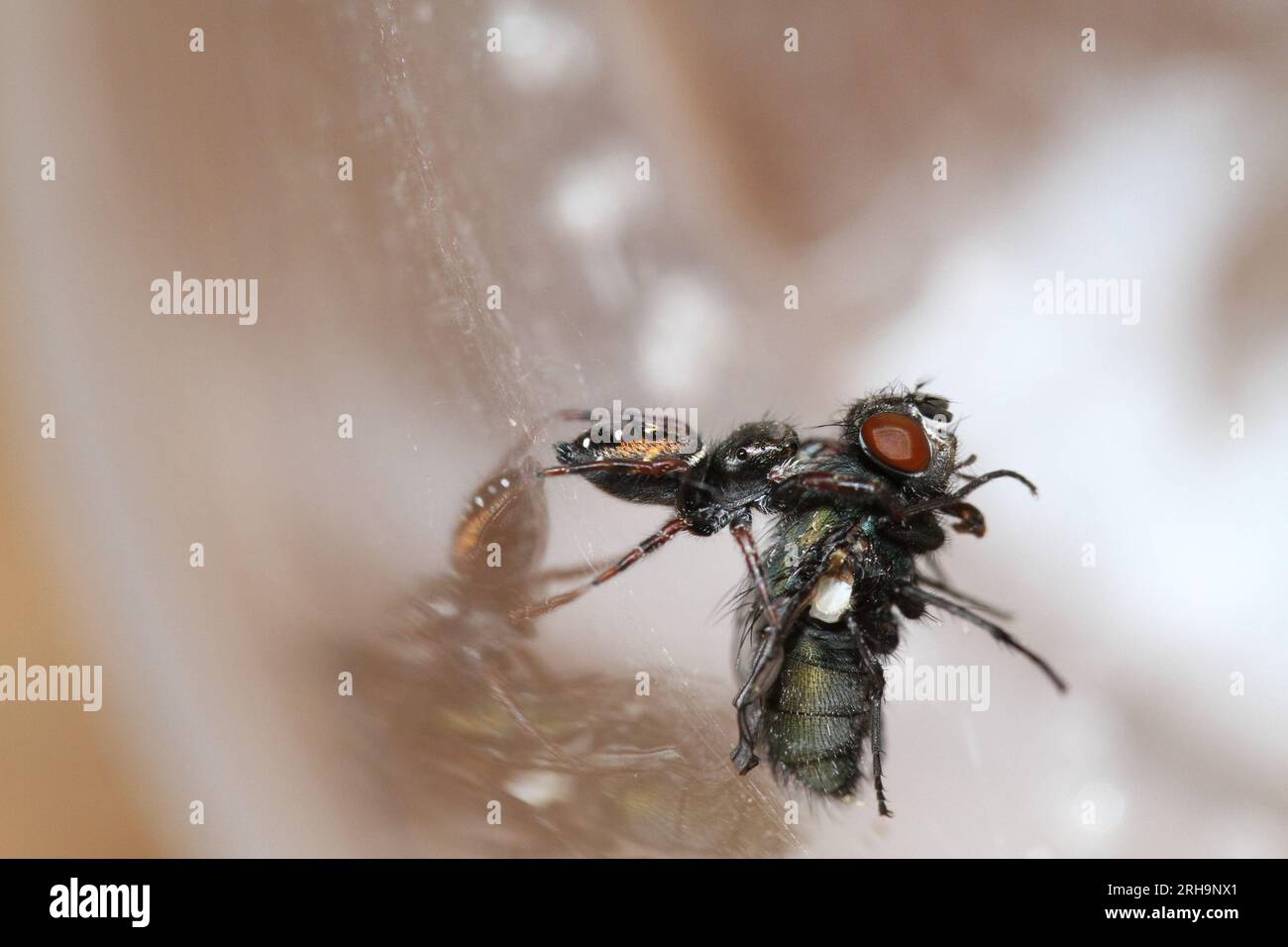 jumping spider with fly meal phidippus carneus Stock Photo - Alamy