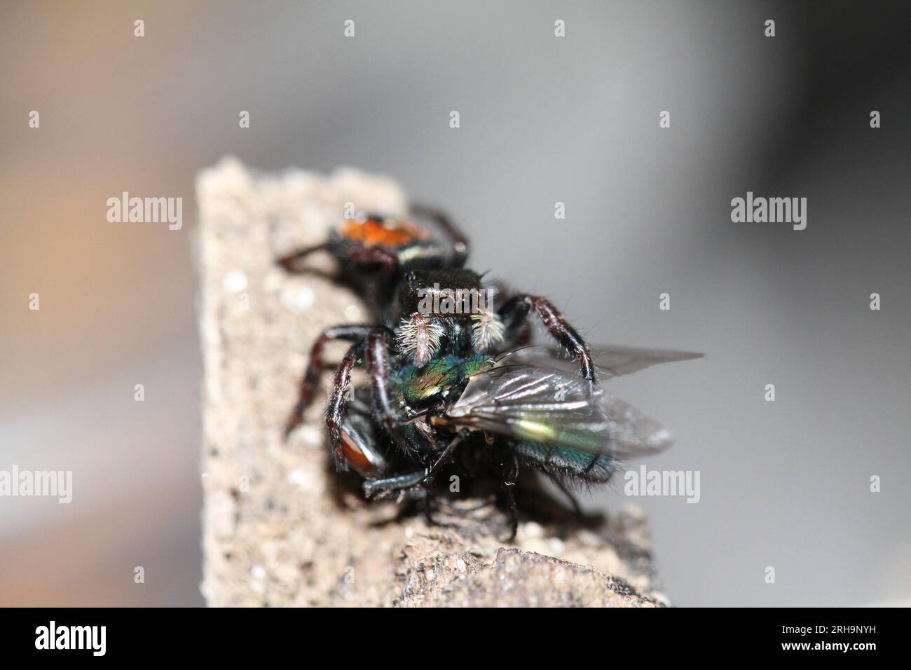 jumping spider with fly meal phidippus carneus Stock Photo - Alamy