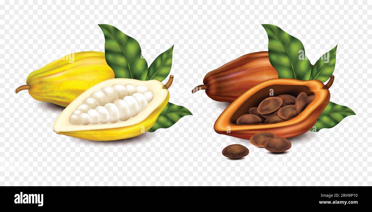 Realistic isolated compositions with ripe and unripe cocoa beans and ...