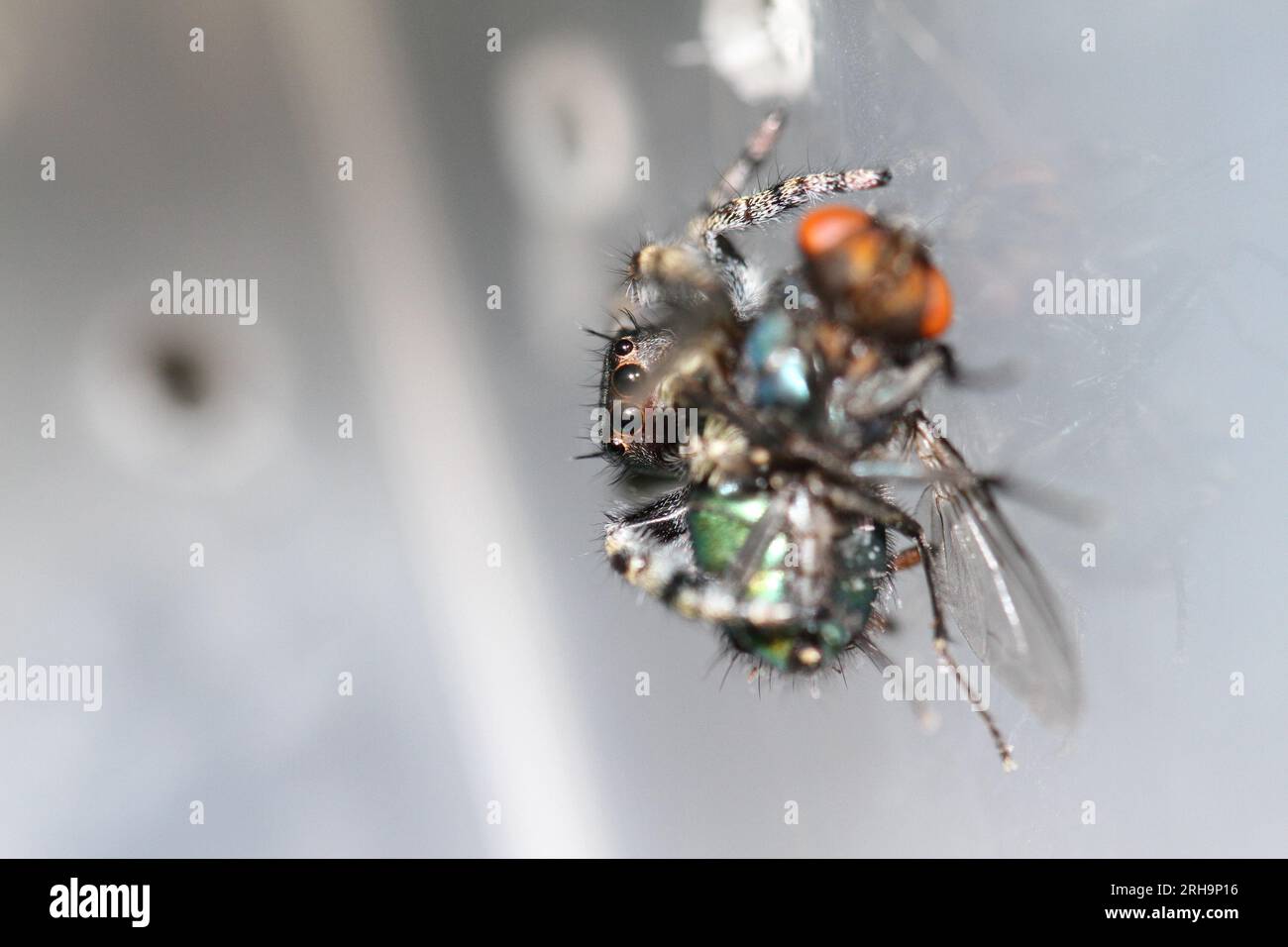 jumping spider with fly meal phidippus carneus Stock Photo - Alamy