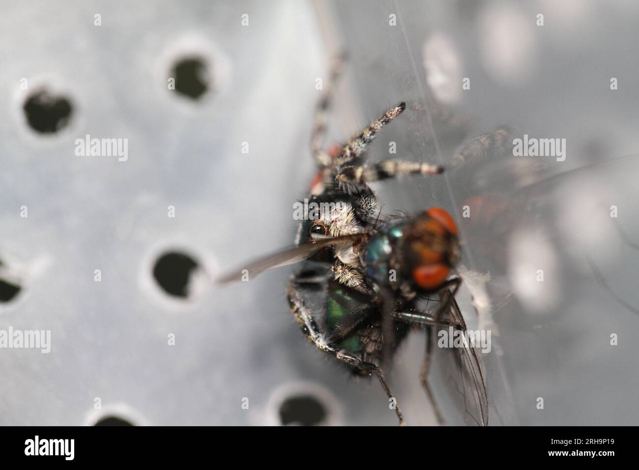 jumping spider with fly meal phidippus carneus Stock Photo - Alamy