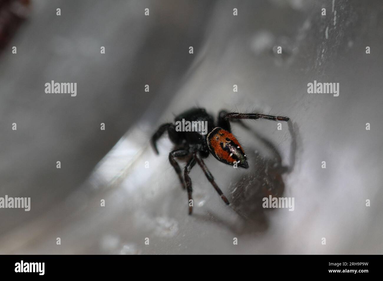 jumping spider with fly meal phidippus carneus Stock Photo - Alamy