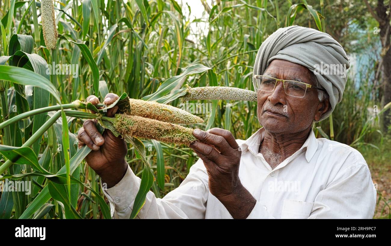 Bajra or pearl millet diseases, Farmer showing insects or caterpillar ...