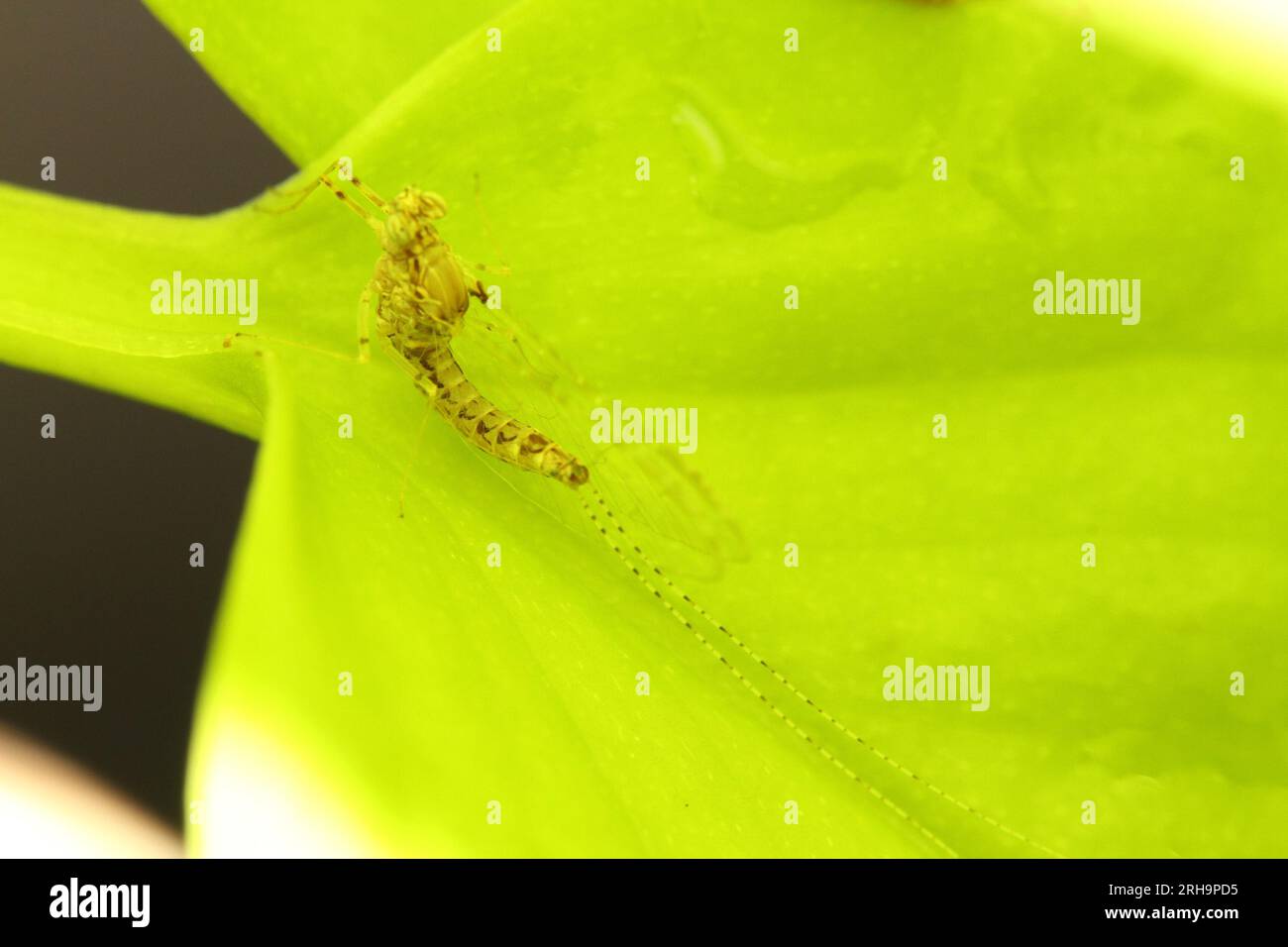 Insect in nature hi-res stock photography and images - Alamy