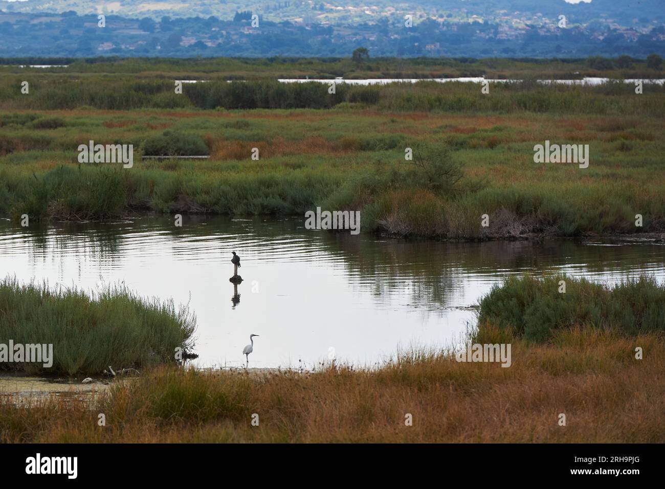 Preveza, Greece. 15th Aug, 2023. Migratory birds at the wetlands of ...