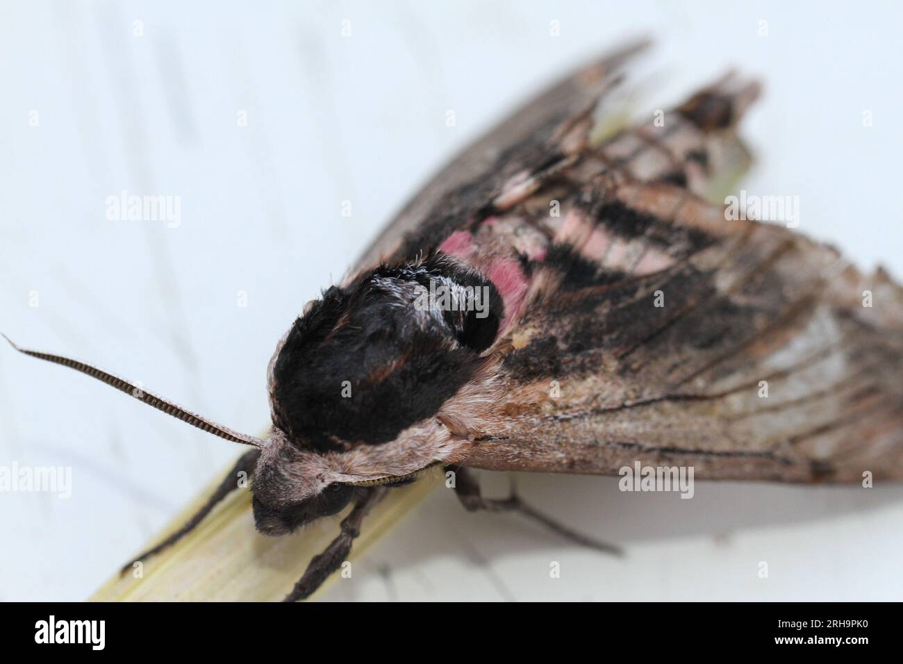 sphinx moth insect pink butterfly Stock Photo - Alamy