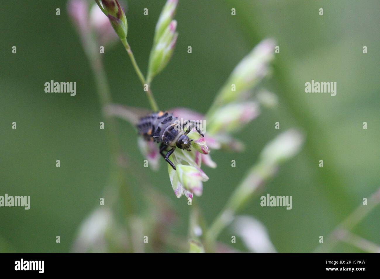Larva on plant hi-res stock photography and images - Alamy