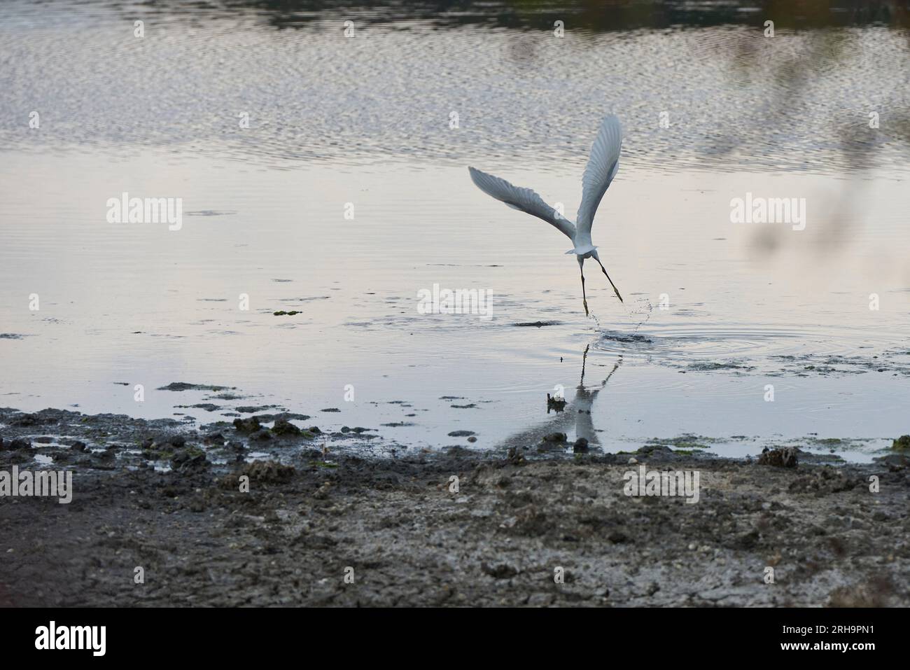 Preveza, Greece. 15th Aug, 2023. Migratory birds at the wetlands of ...