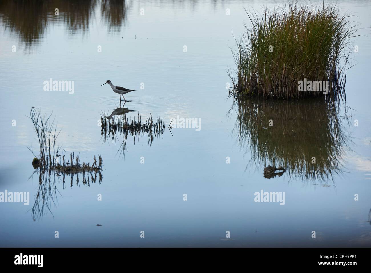 Preveza, Greece. 15th Aug, 2023. Migratory birds at the wetlands of ...
