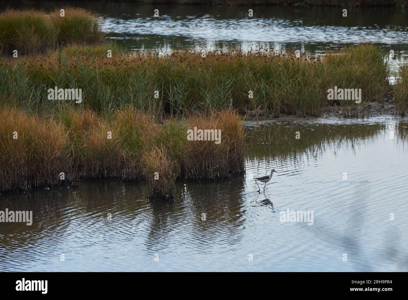 Preveza, Greece. 15th Aug, 2023. Migratory birds at the wetlands of ...
