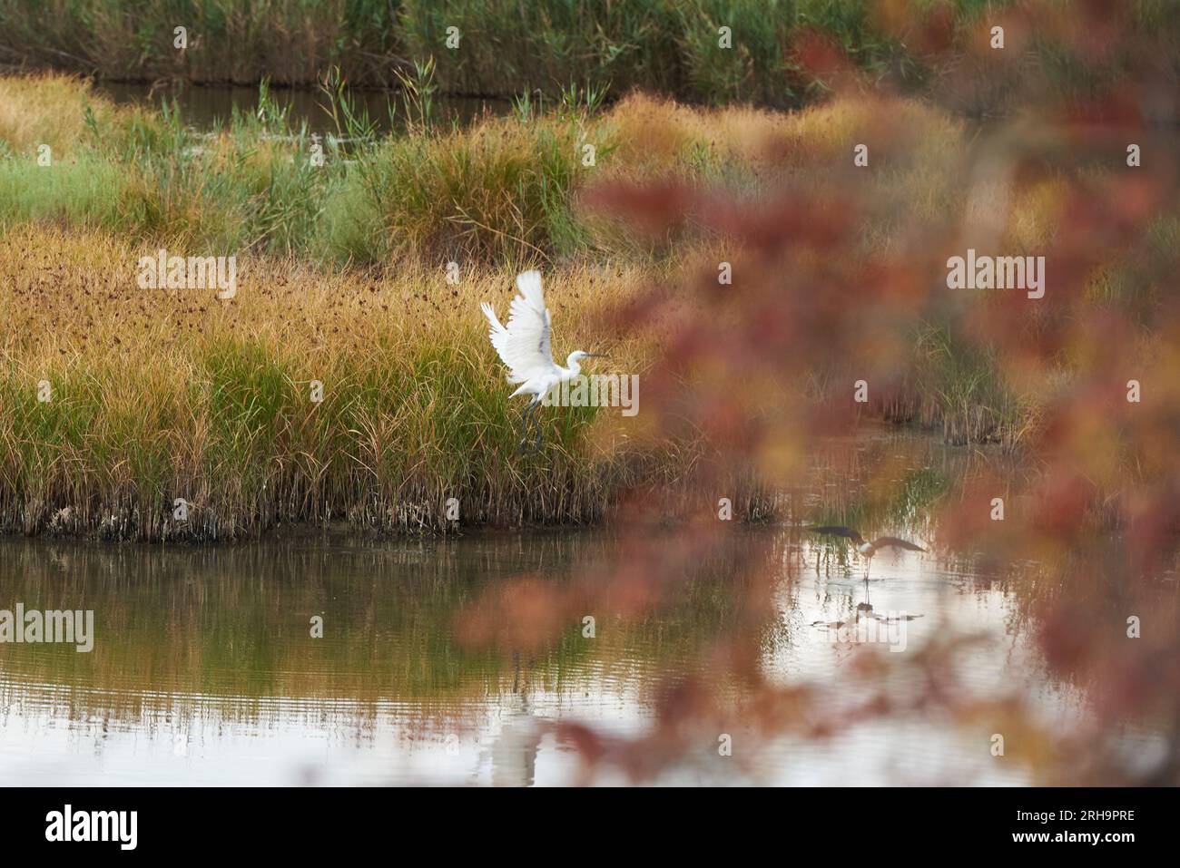 Preveza, Greece. 15th Aug, 2023. Migratory birds at the wetlands of ...