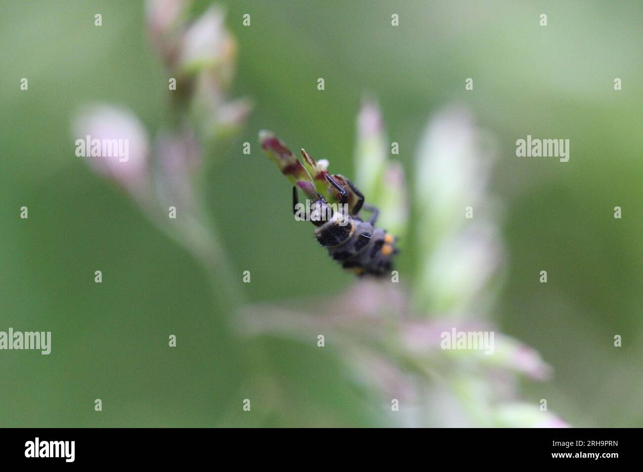 Larva on plant hi-res stock photography and images - Alamy