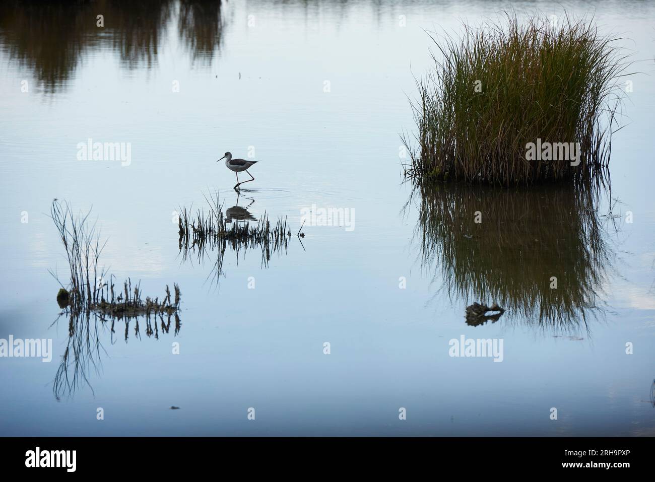 Preveza, Greece. 15th Aug, 2023. Migratory birds at the wetlands of ...