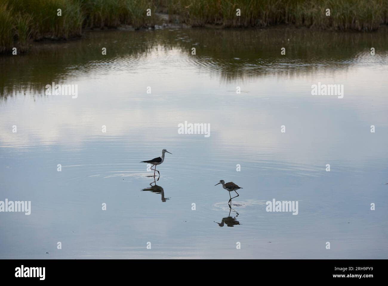 Preveza, Greece. 15th Aug, 2023. Migratory birds at the wetlands of ...