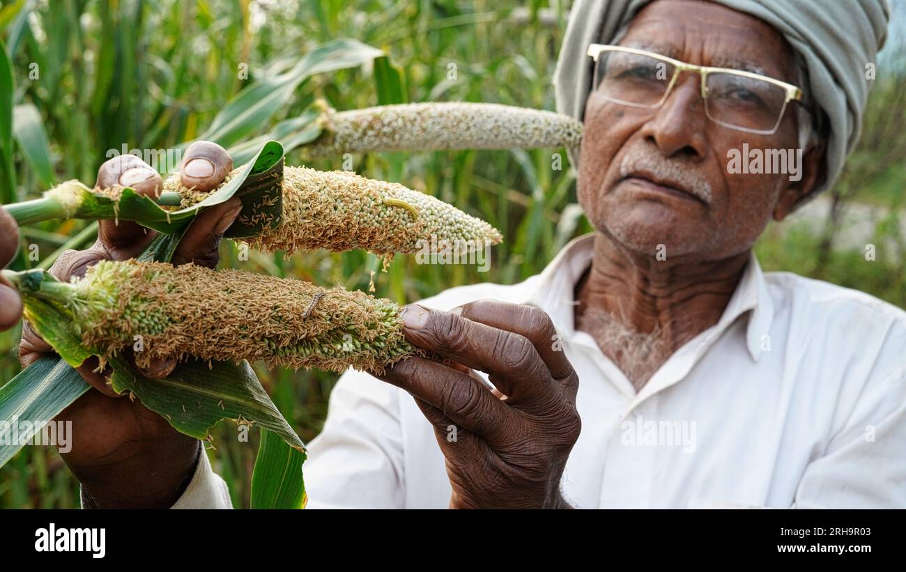 Farmer showing insects or caterpillar. Deadly caterpillar damaged whole ...