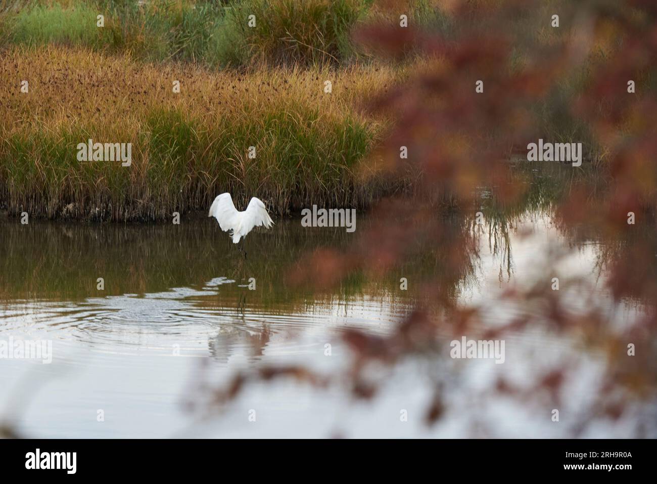 Preveza, Greece. 15th Aug, 2023. Migratory birds at the wetlands of ...