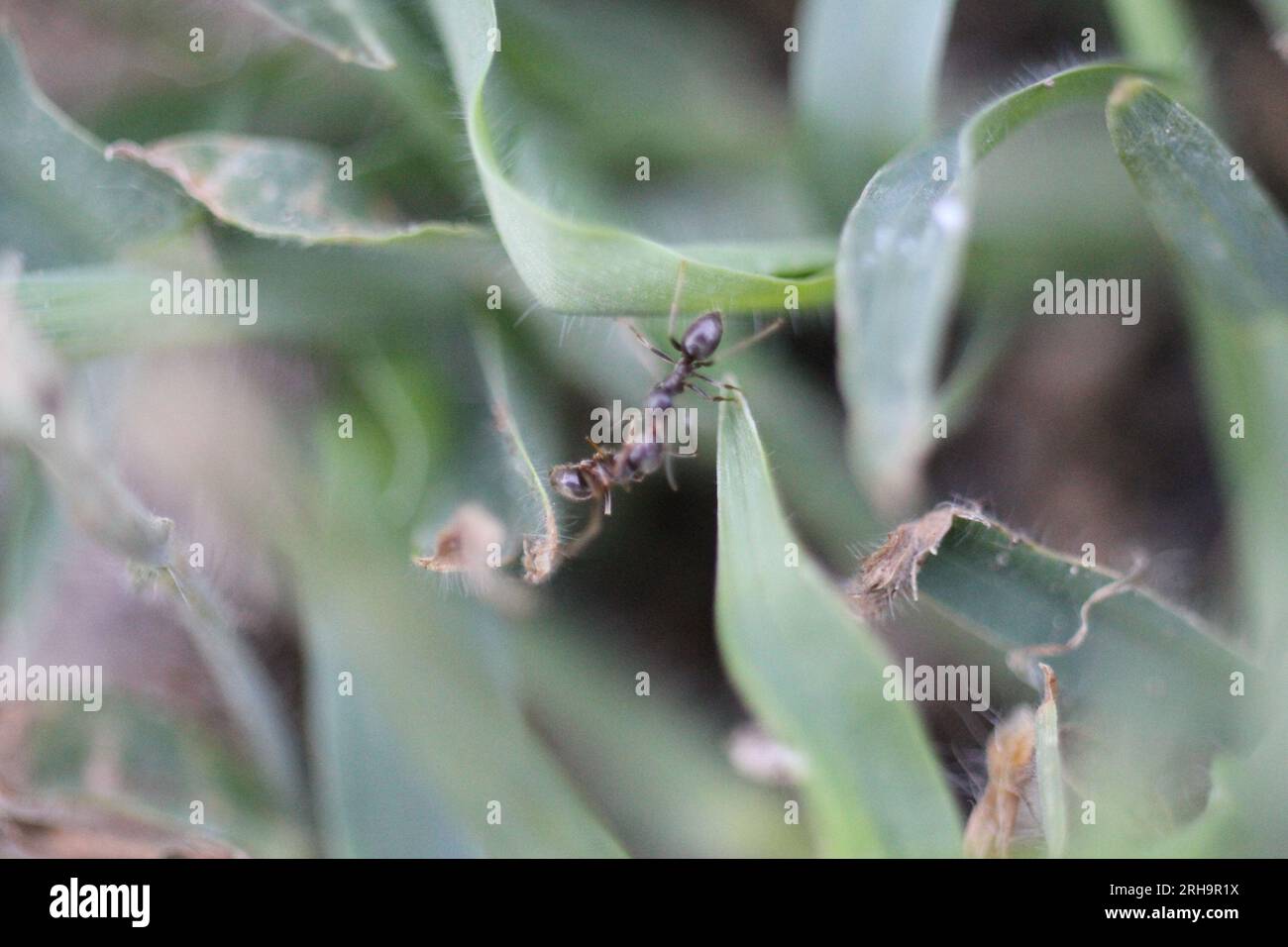 ant in garden carrying a ladybug Stock Photo - Alamy