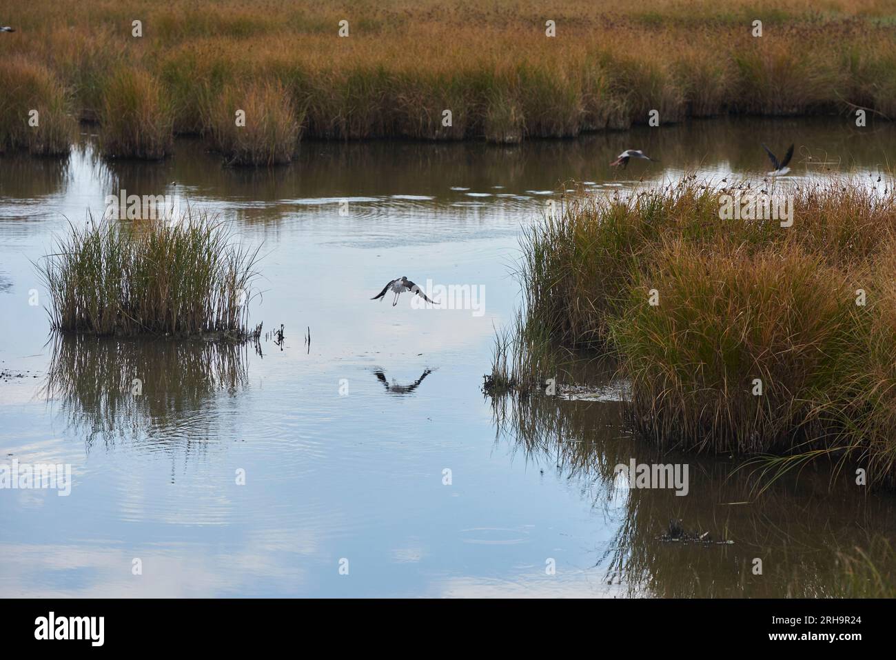 Preveza, Greece. 15th Aug, 2023. Migratory birds at the wetlands of ...