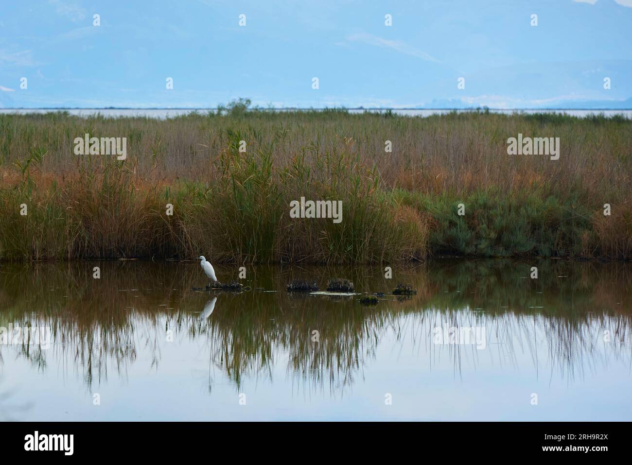 Preveza, Greece. 15th Aug, 2023. Migratory birds at the wetlands of ...