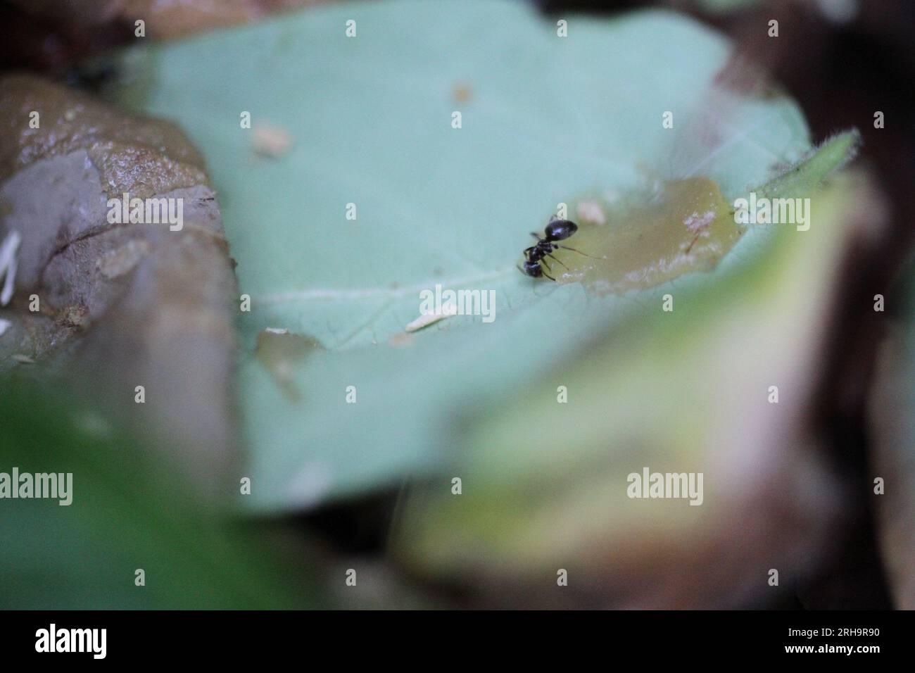 ant in garden carrying a ladybug Stock Photo - Alamy