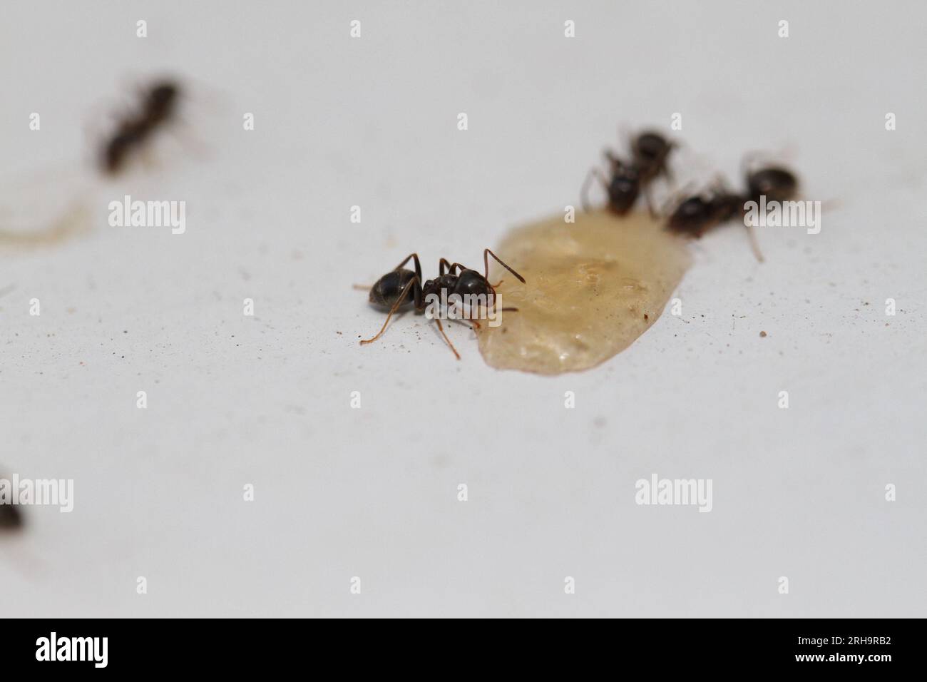 ant in garden carrying a ladybug Stock Photo - Alamy