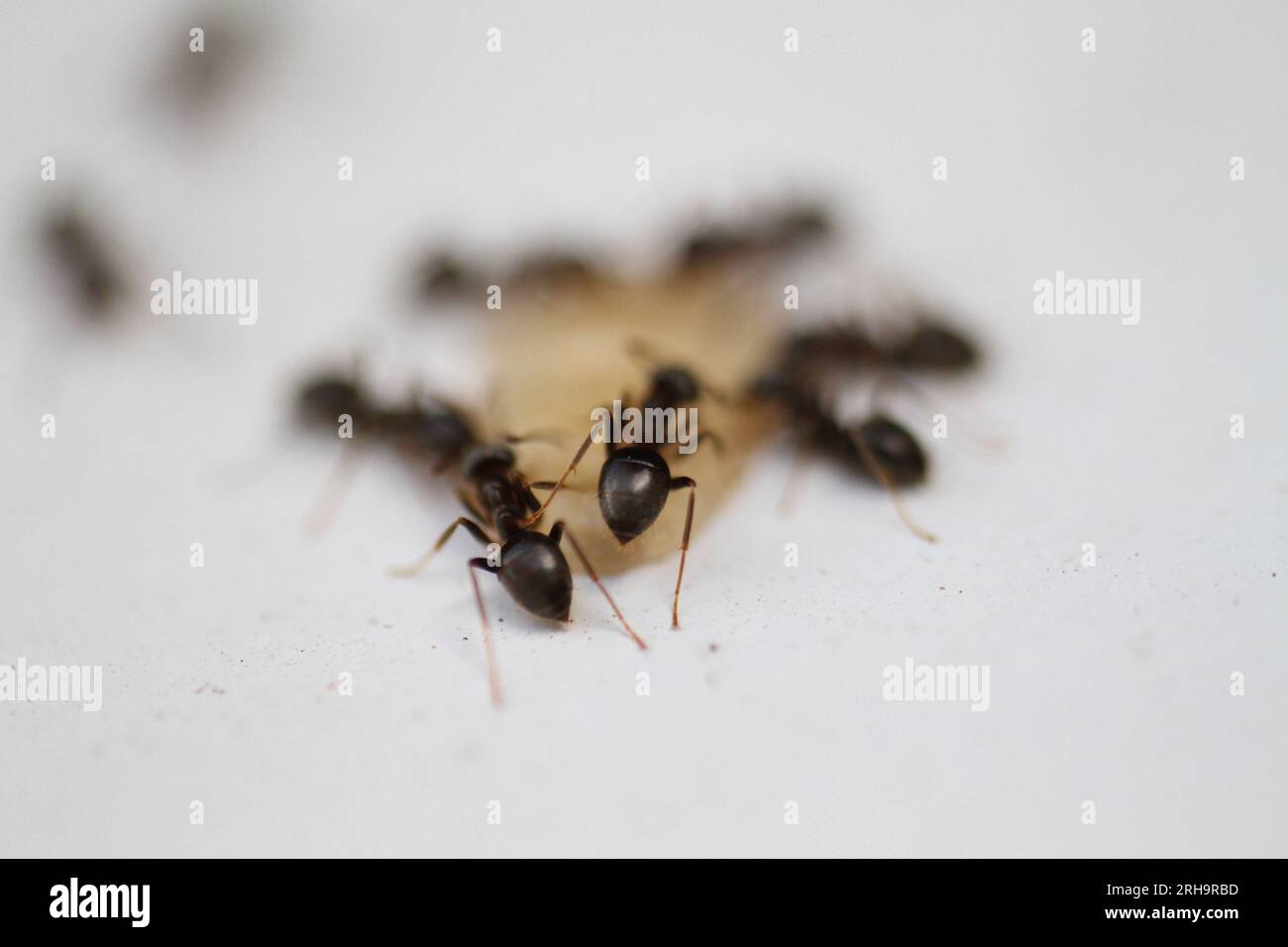 ant in garden carrying a ladybug Stock Photo - Alamy