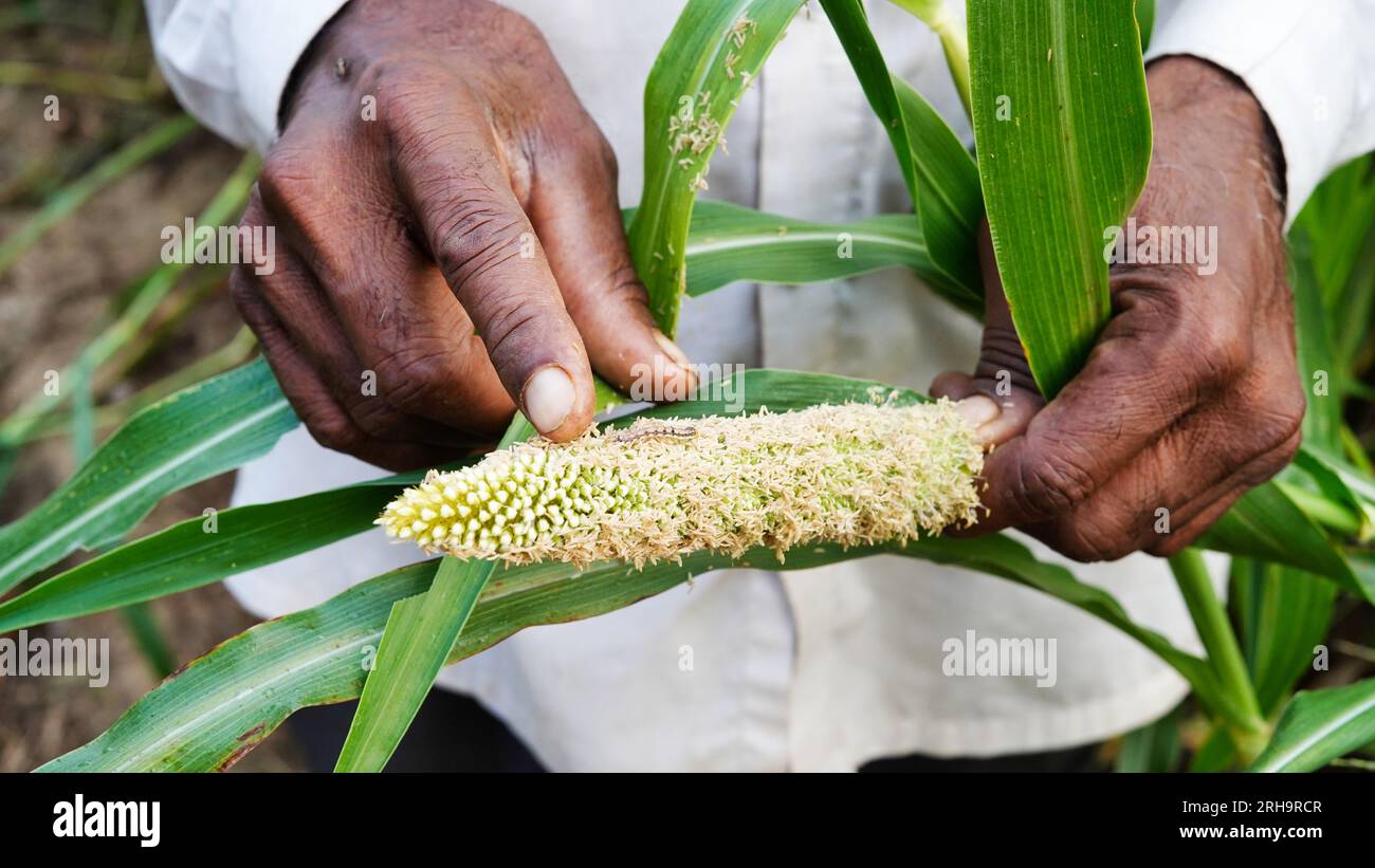 Bajra or bajra disease, Indian farmer showing damaged ears and ...