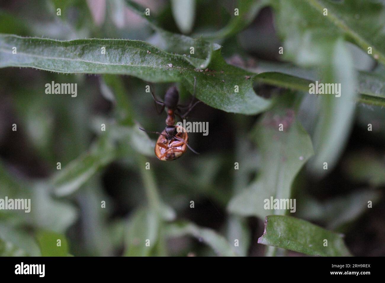 ant in garden carrying a ladybug Stock Photo - Alamy