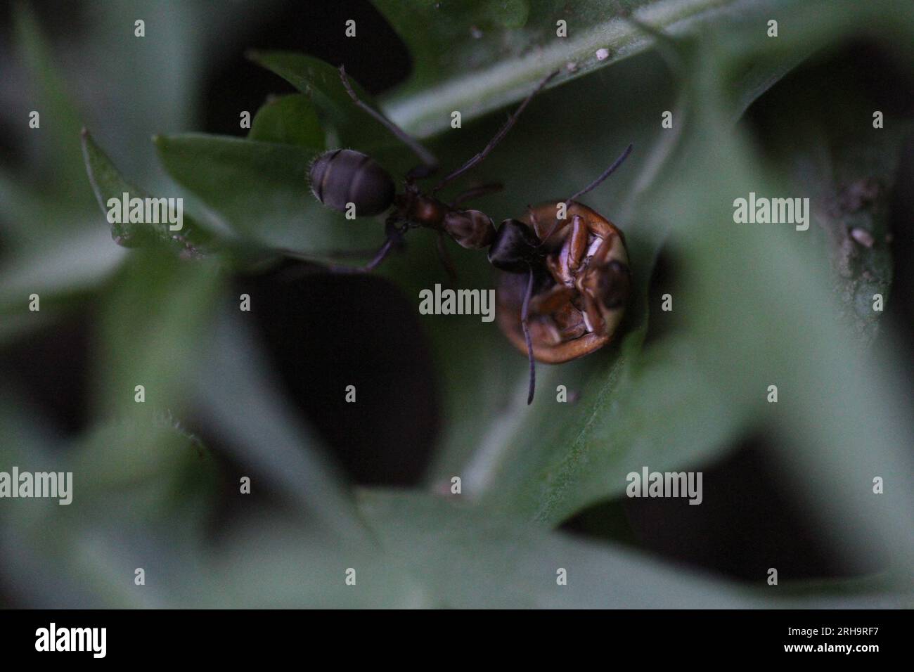 ant in garden carrying a ladybug Stock Photo - Alamy