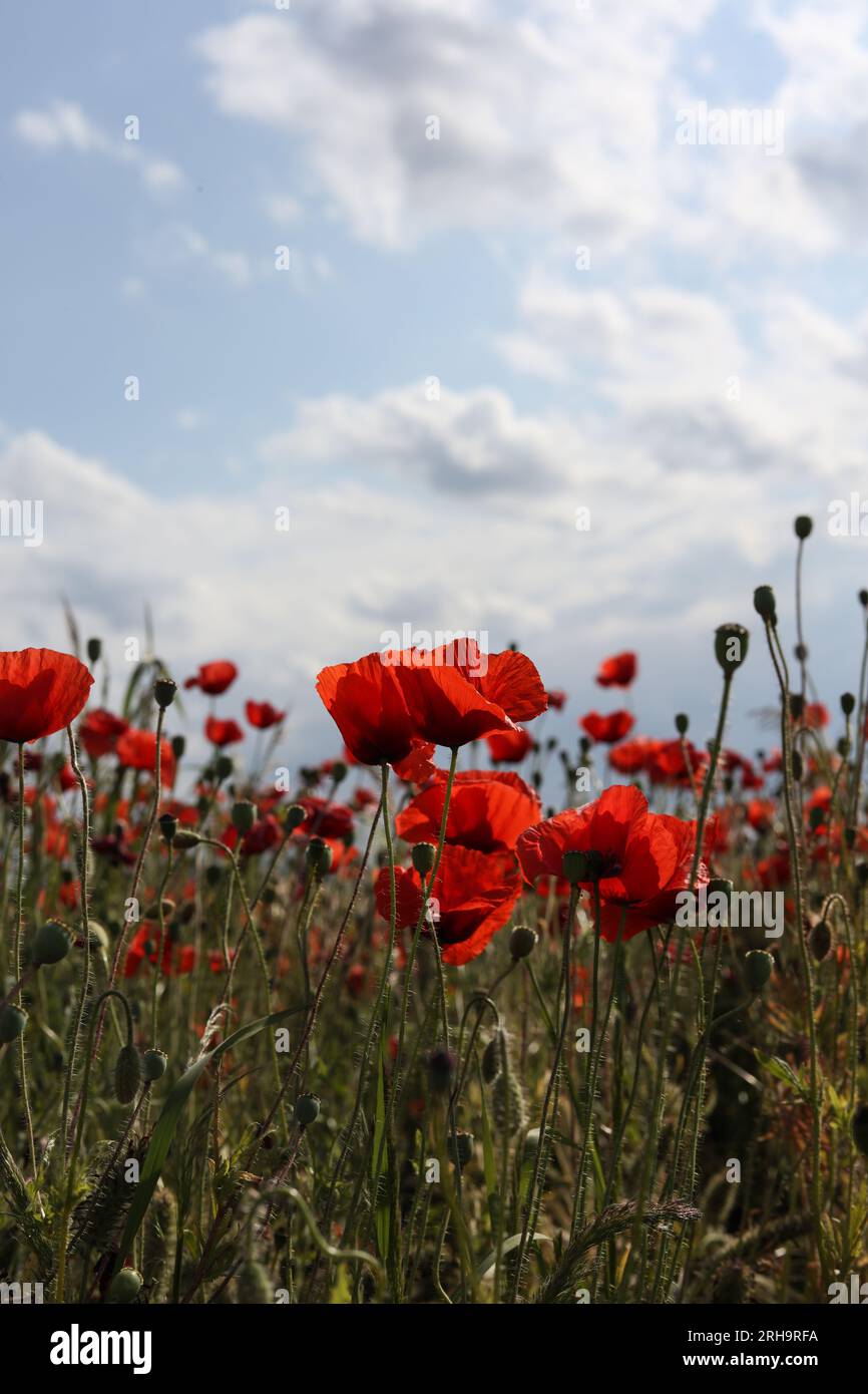 Remembrance landscape hi-res stock photography and images - Alamy