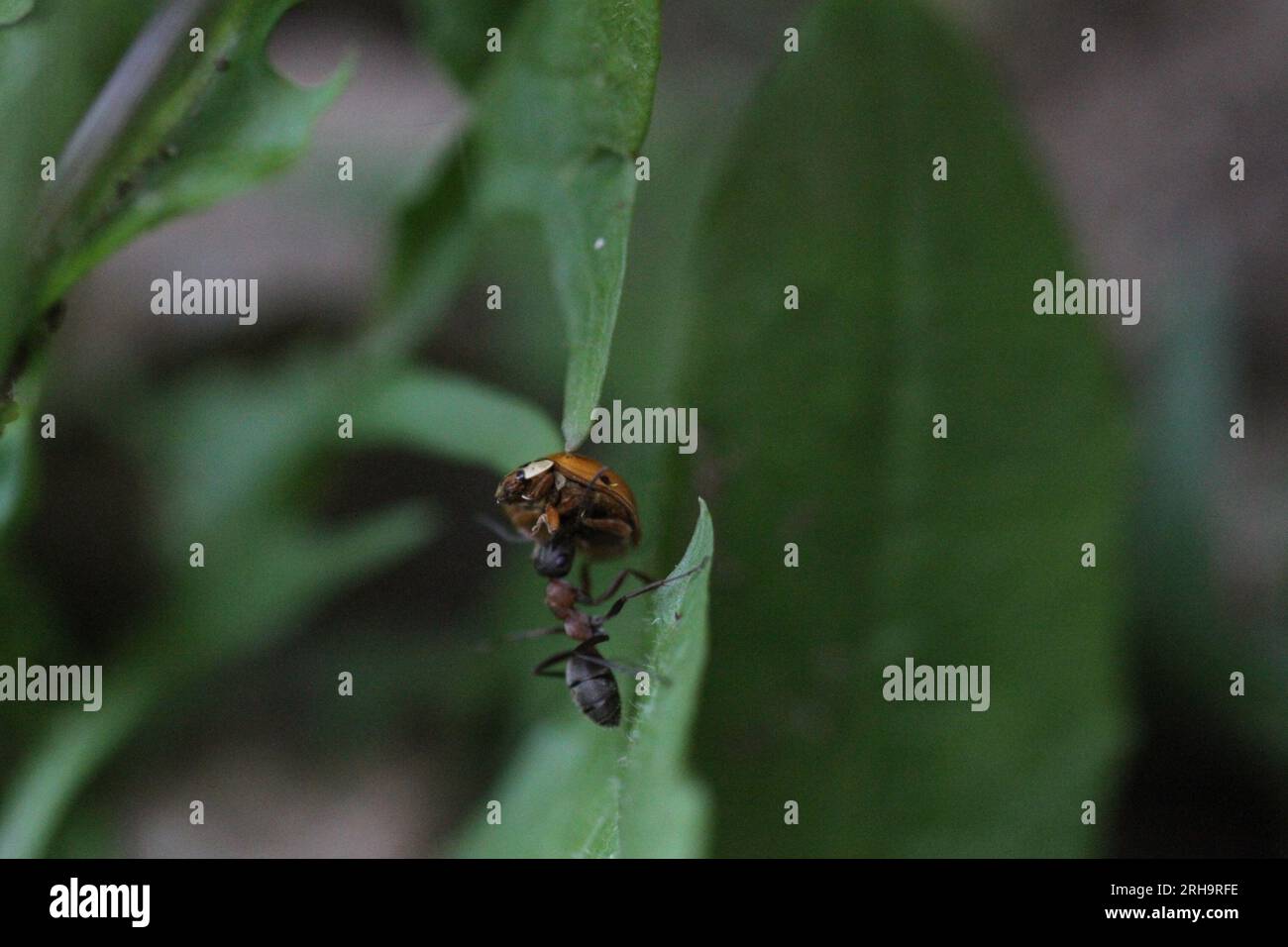 ant in garden carrying a ladybug Stock Photo - Alamy