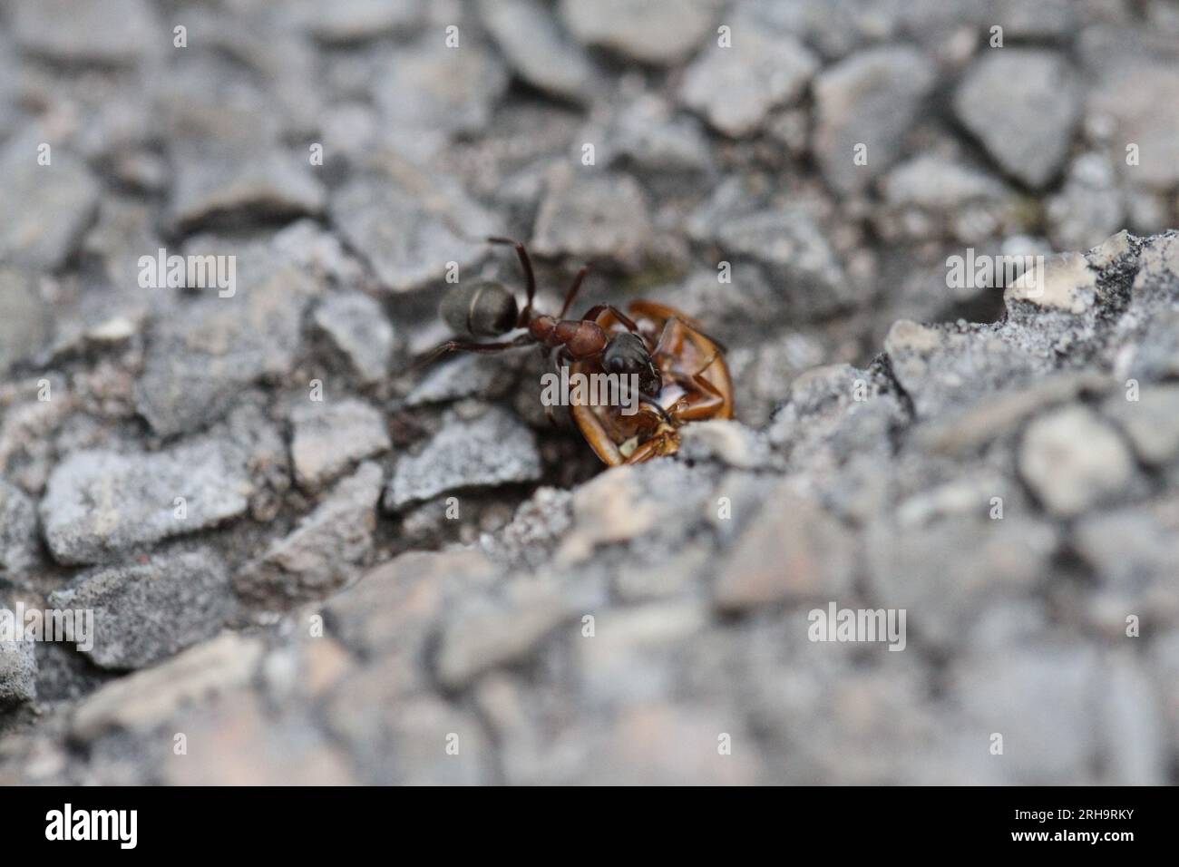 ant in garden carrying a ladybug Stock Photo - Alamy