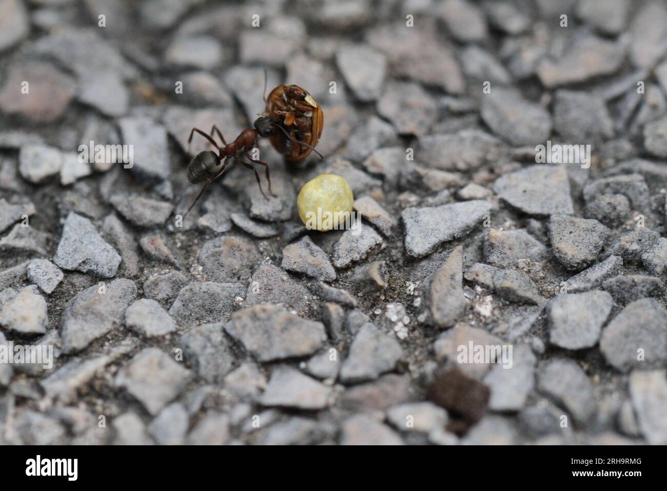 ant in garden carrying a ladybug Stock Photo - Alamy