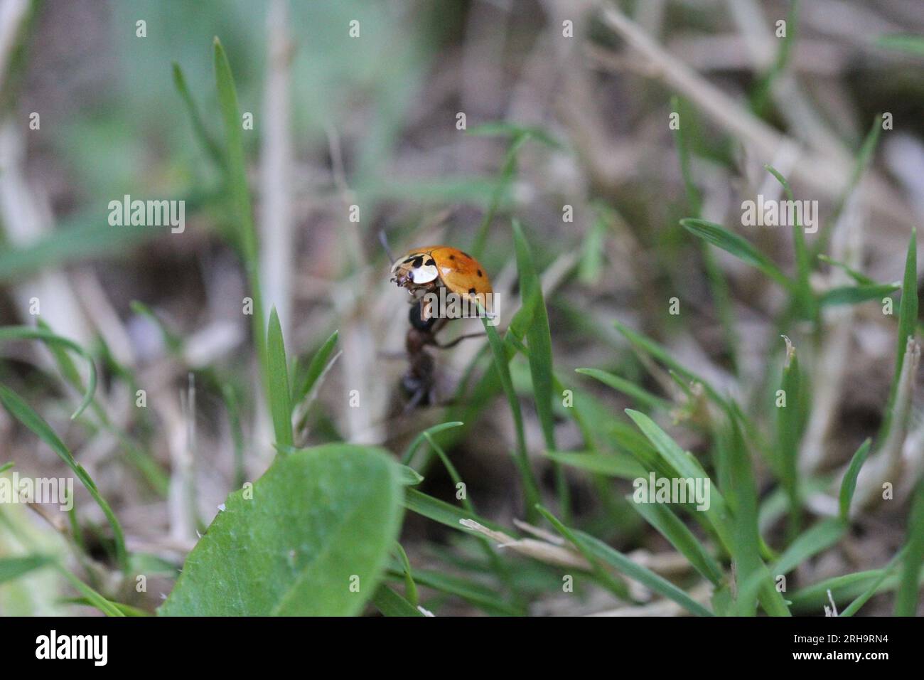 ant in garden carrying a ladybug Stock Photo - Alamy