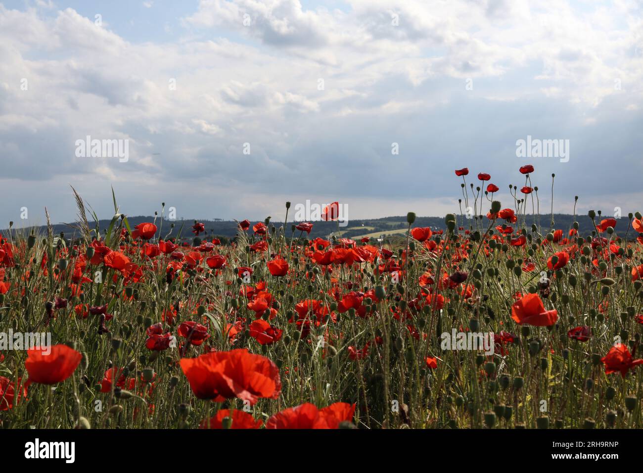 Poppy remembrance flower field hi-res stock photography and images - Alamy