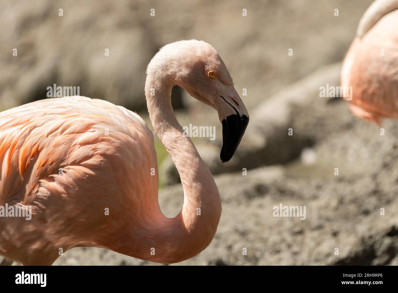 Flamingo spotting hi-res stock photography and images - Alamy