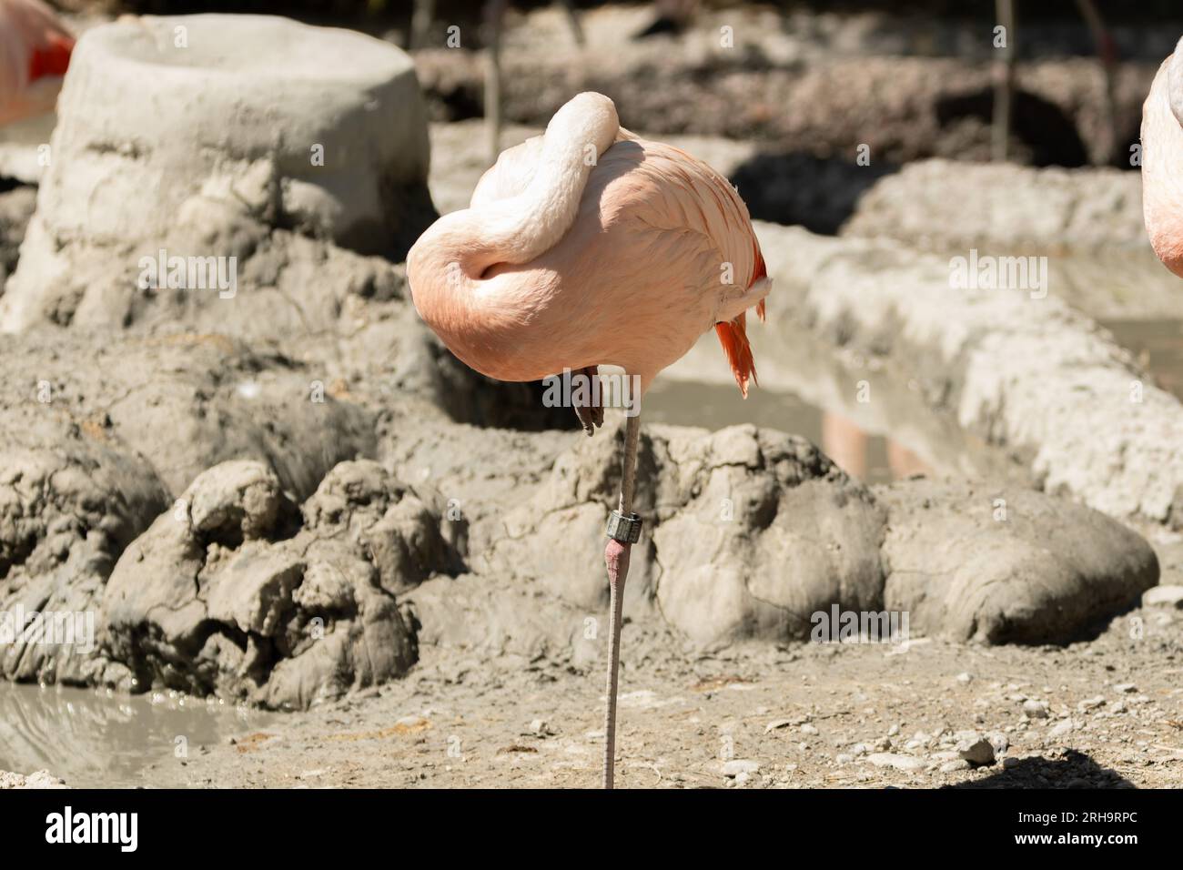 Flamingo spotting hi-res stock photography and images - Alamy