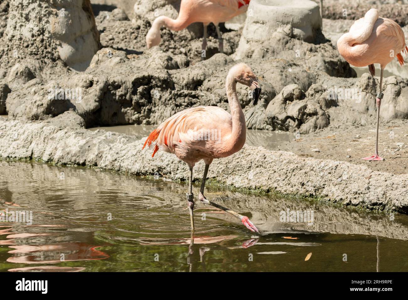 Flamingo spotting hi-res stock photography and images - Alamy