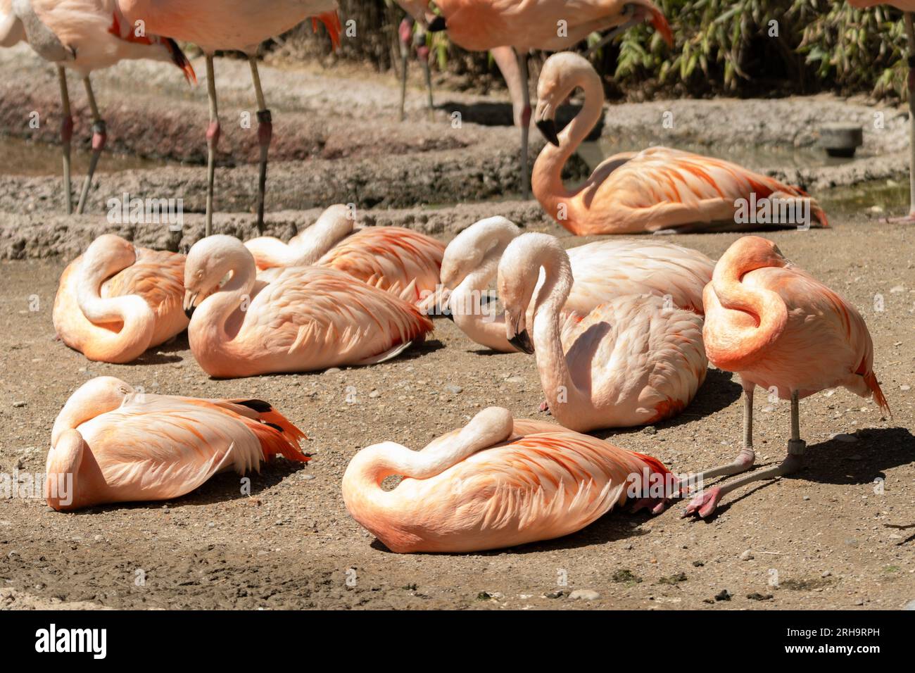 Flamingo spotting hi-res stock photography and images - Alamy