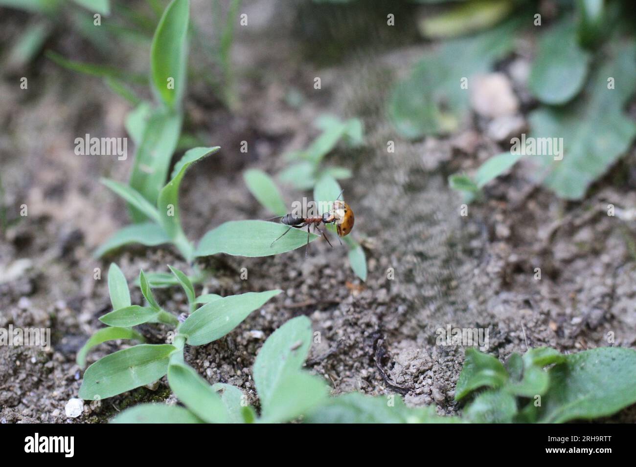 ant in garden carrying a ladybug Stock Photo - Alamy