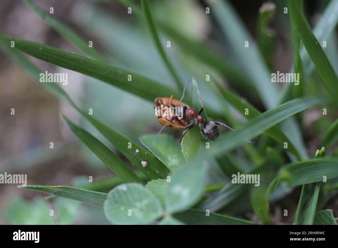 ant in garden carrying a ladybug Stock Photo - Alamy