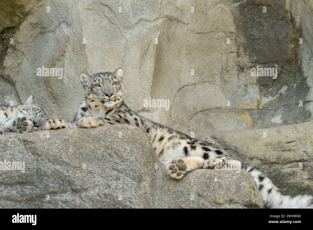 Zurich, Switzerland, August 3, 2023 Snow Leopard or Panthera Unica is ...