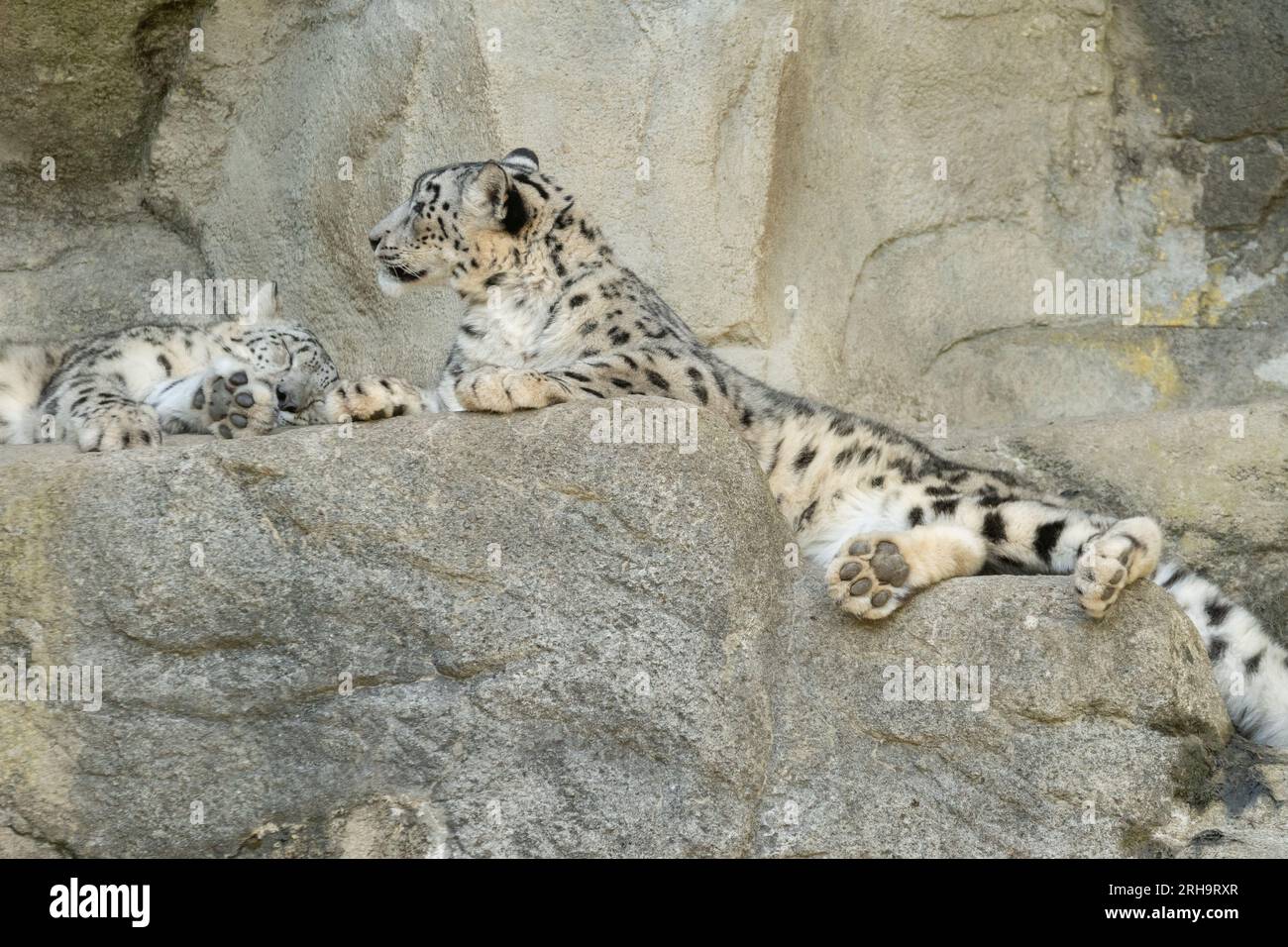 Zurich, Switzerland, August 3, 2023 Snow Leopard or Panthera Unica is ...