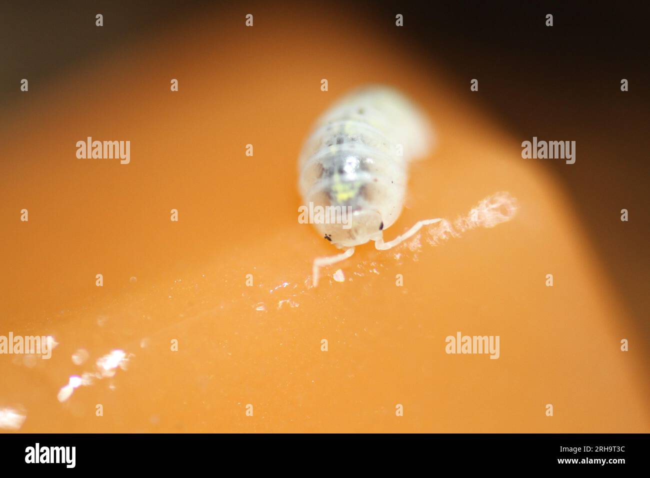 isopods woodlouse pill bugs armadillidium vulgare magic potion Stock ...