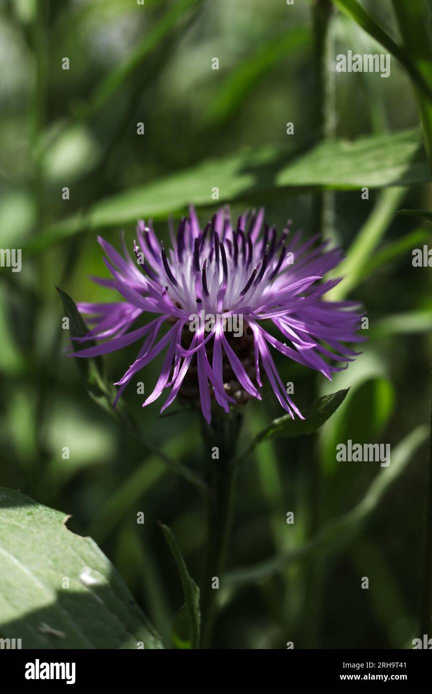 a close up of a knapweed flower in the green grass Stock Photo - Alamy