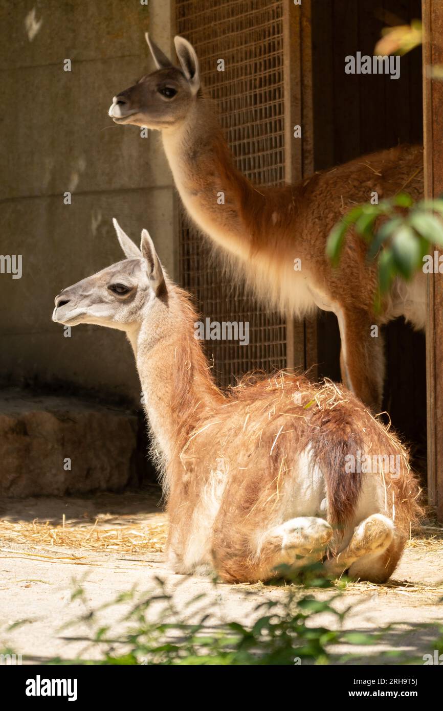 Lama species hi-res stock photography and images - Alamy