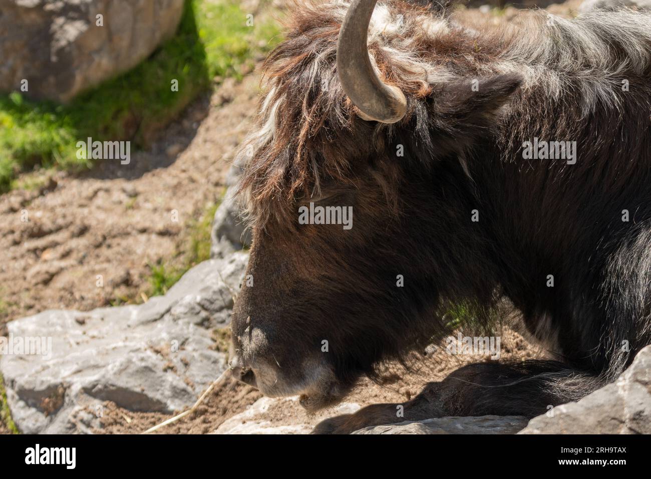 Bos mutus hi-res stock photography and images - Alamy