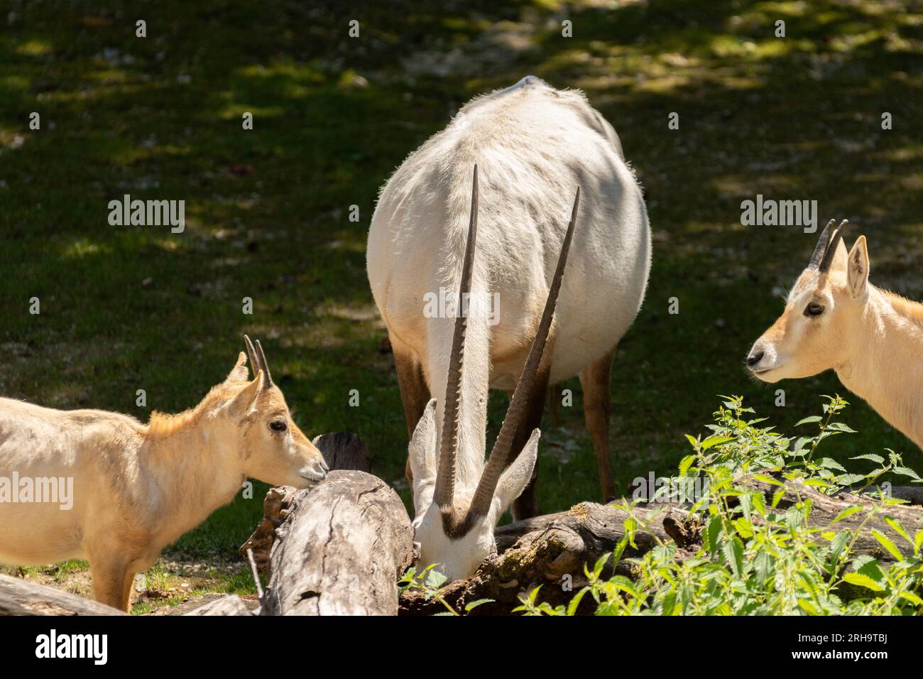Arabian oryx oryx leucoryx arabian hi-res stock photography and images ...