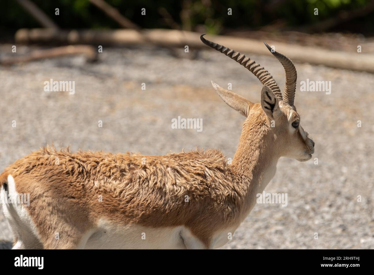 Zurich, Switzerland, August 3, 2023 Goitered Gazelle or Gazella ...