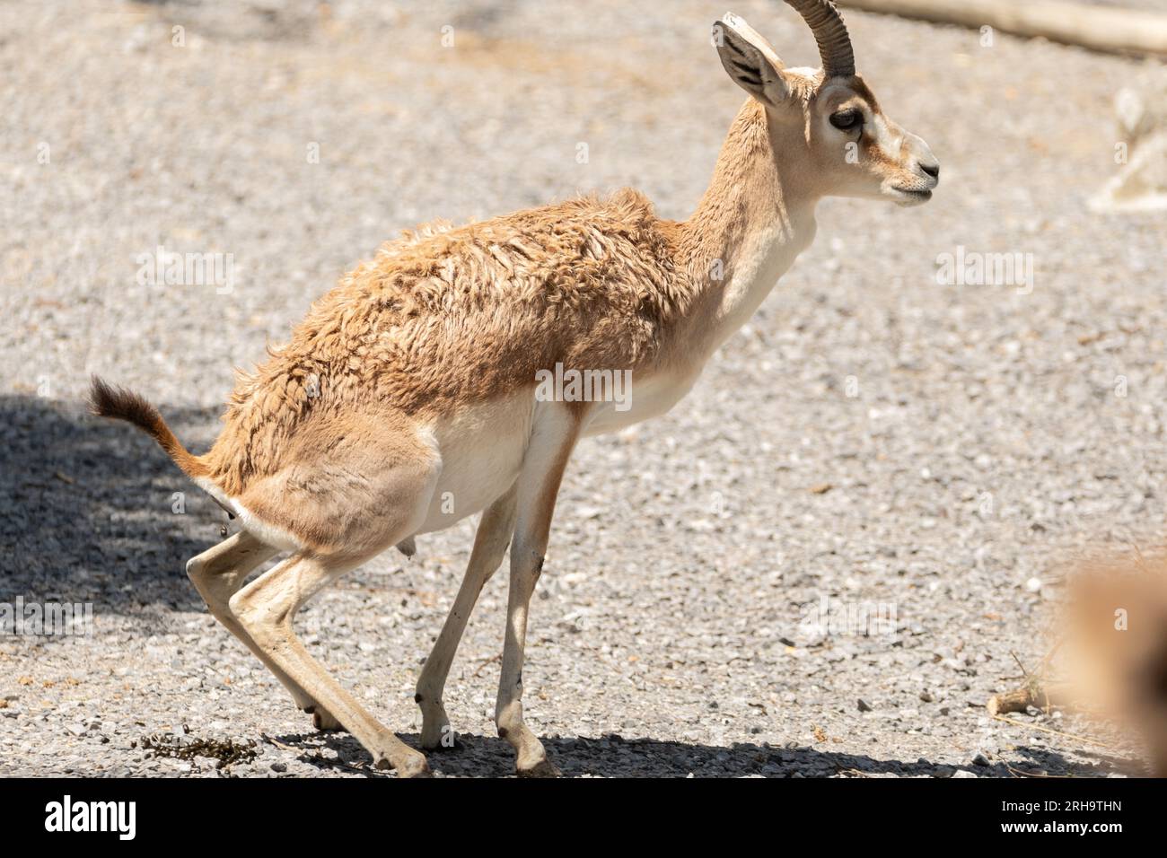 Zurich, Switzerland, August 3, 2023 Goitered Gazelle or Gazella ...